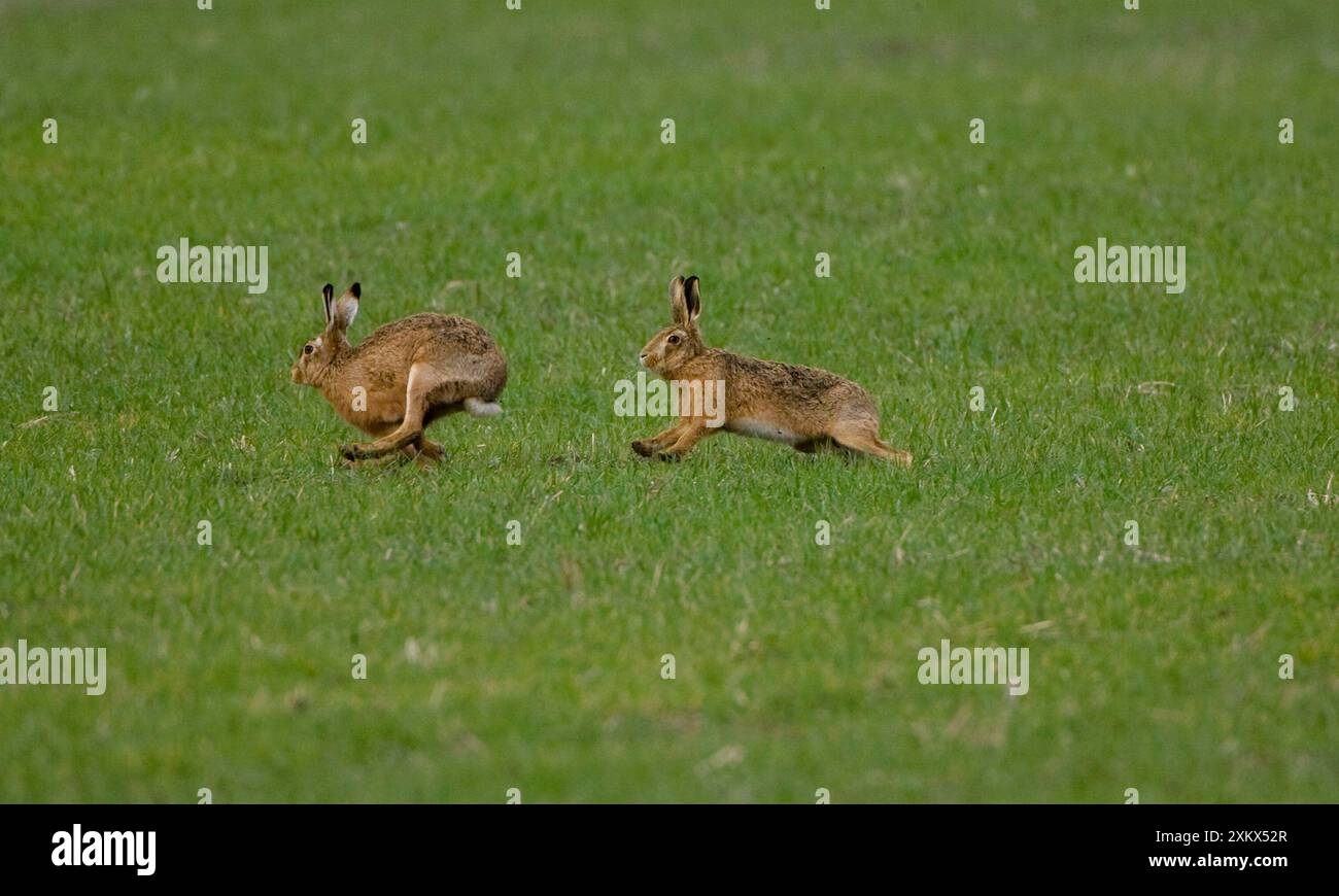 Brown Hare - male chasing female Stock Photo - Alamy