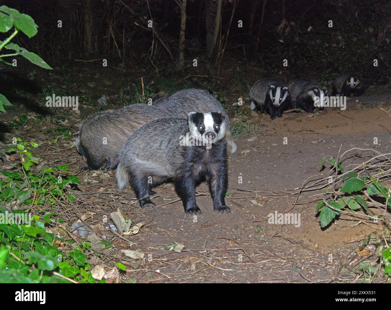 European badger meles meles family hi-res stock photography and images ...