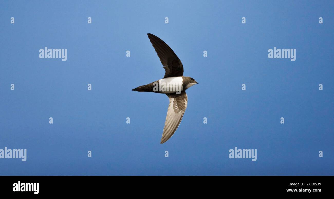 Alpine swift apus melba hi-res stock photography and images - Alamy