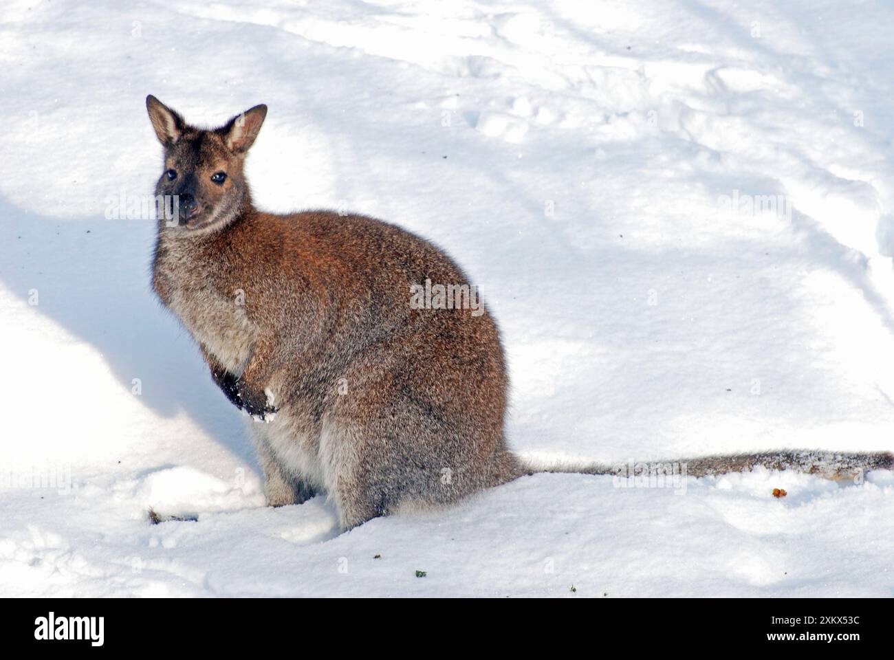 Red Necked Wallaby - in snow Stock Photo - Alamy
