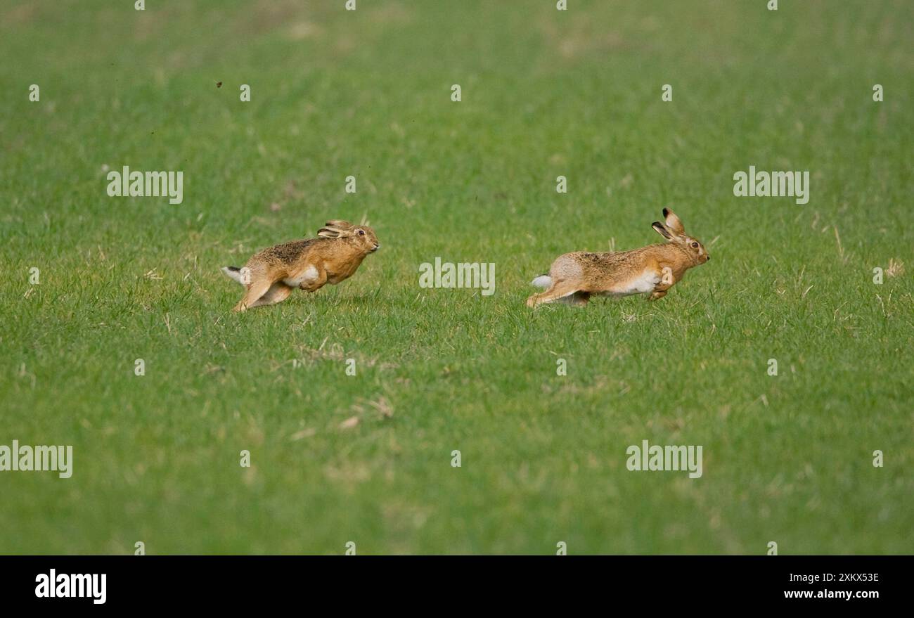 Chasing the hare hi-res stock photography and images - Alamy