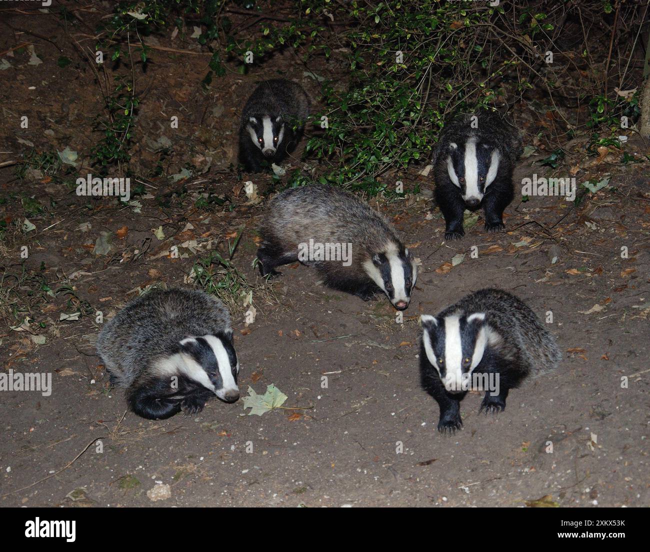 Badger - social group Stock Photo - Alamy