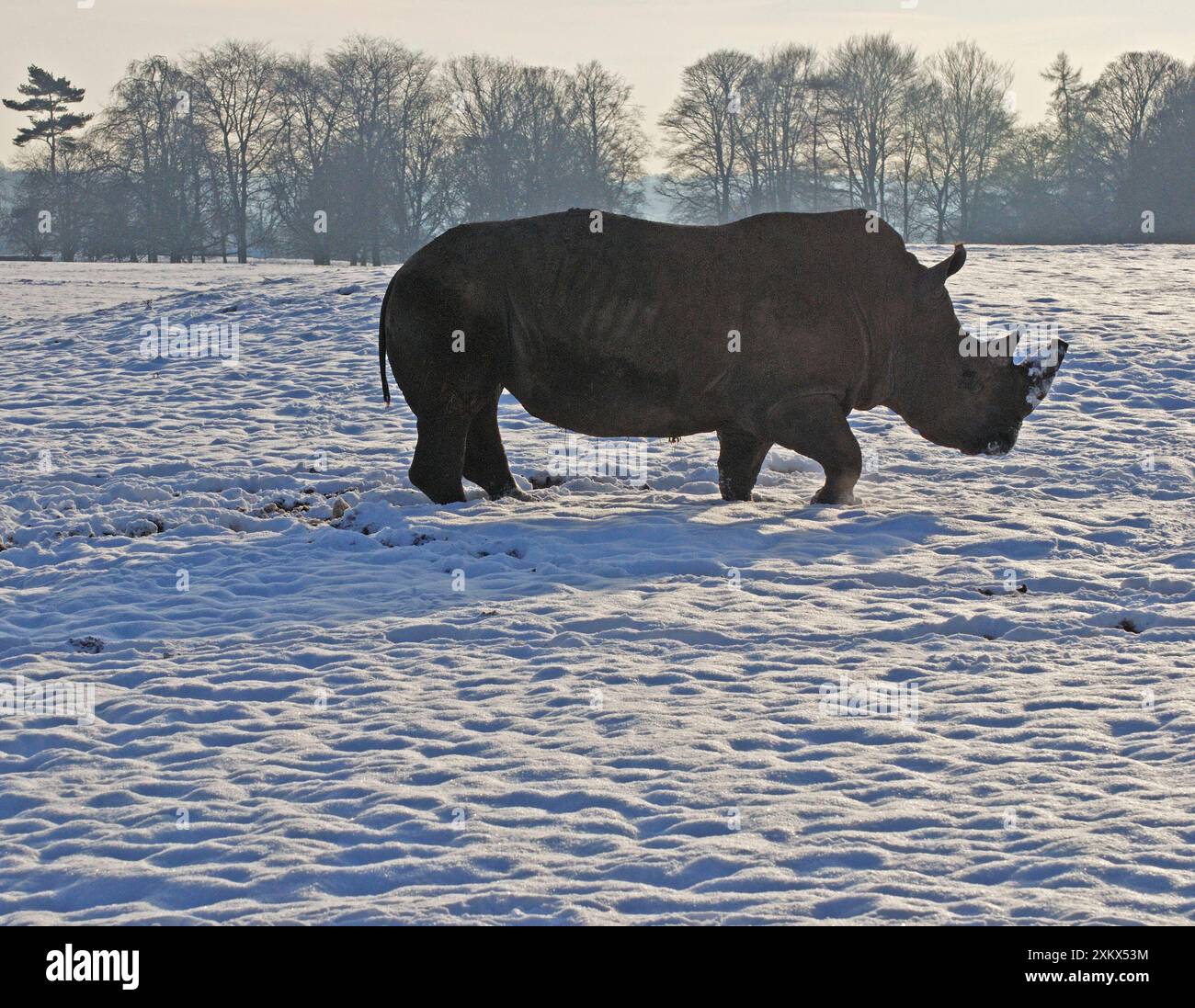 Ice white rhino hi-res stock photography and images - Alamy