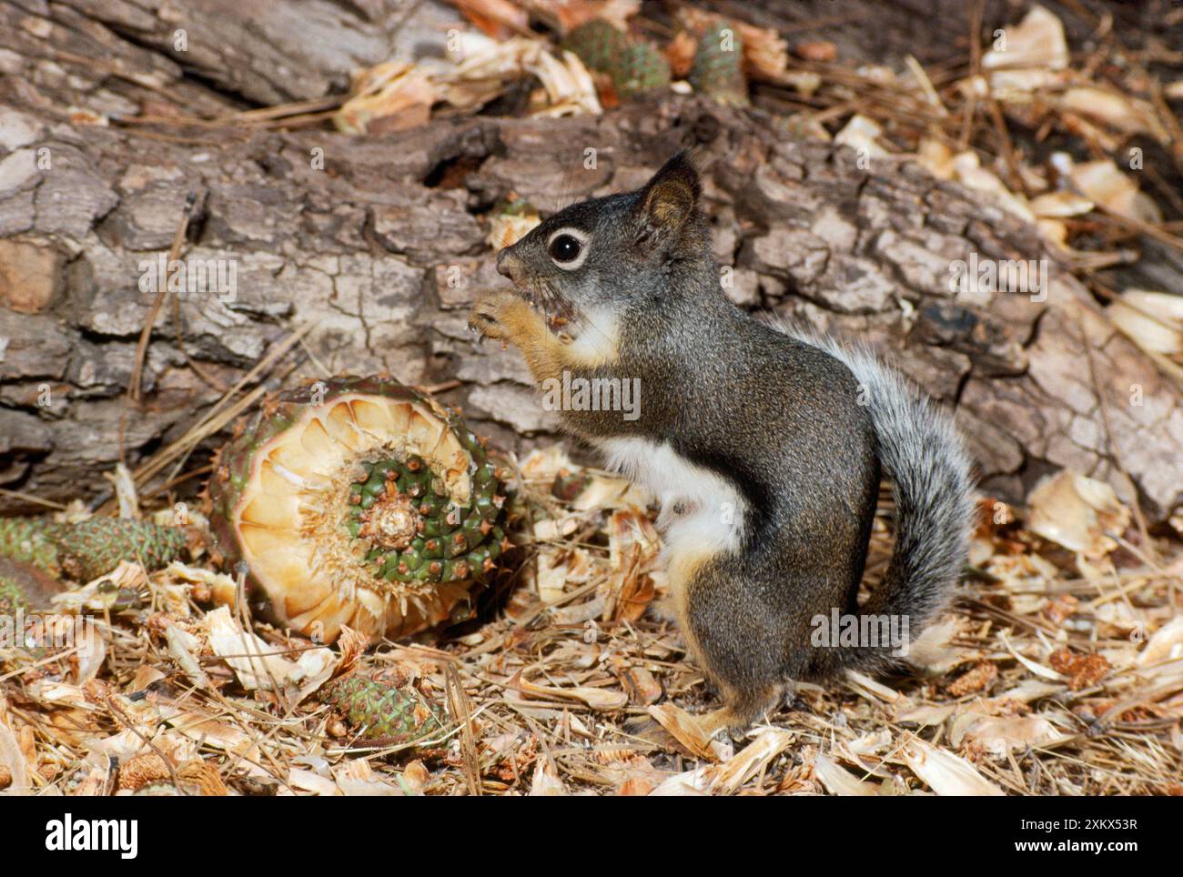 Chickaree squirrels hi-res stock photography and images - Alamy
