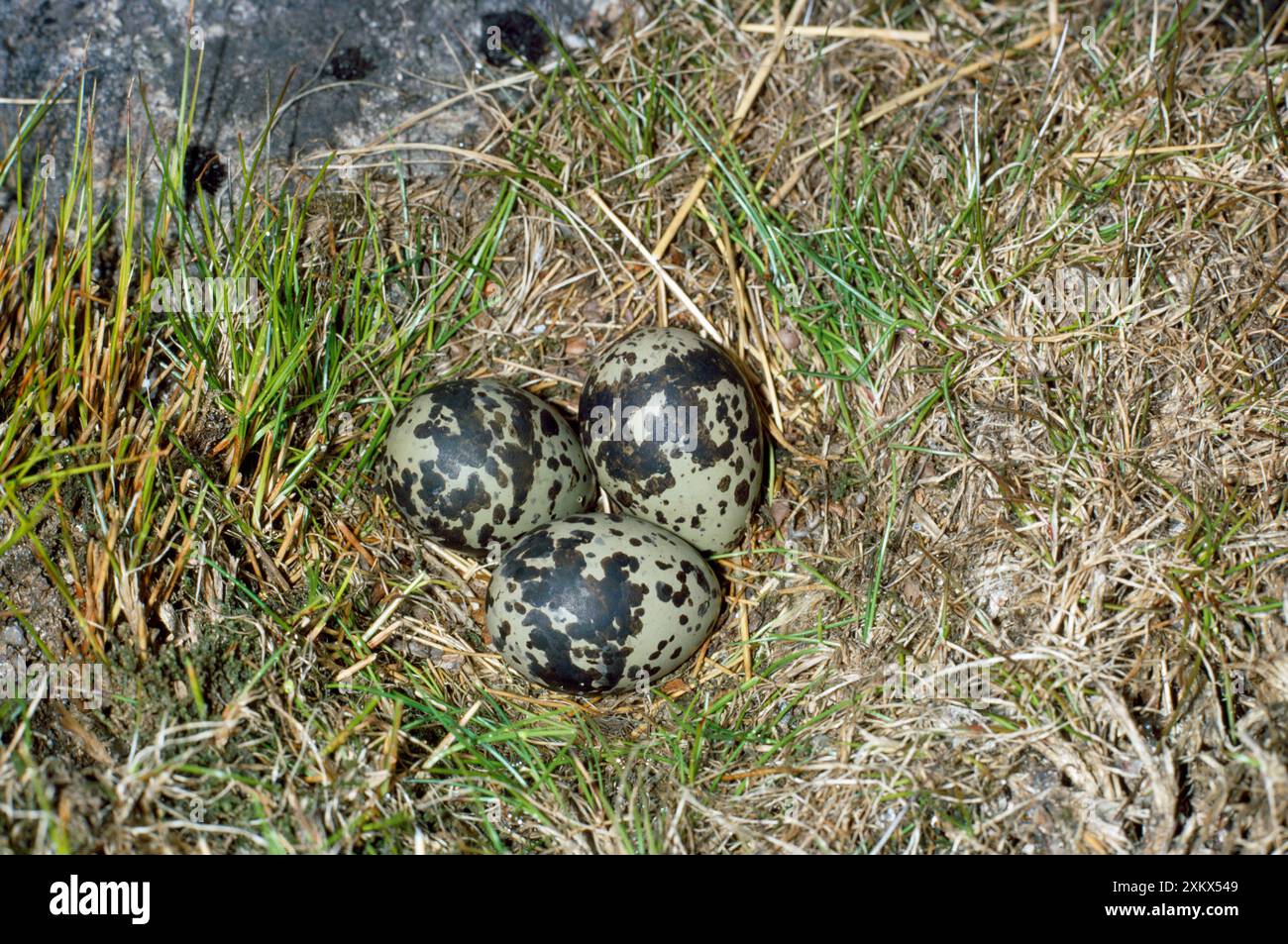 Wader with eggs hi-res stock photography and images - Alamy