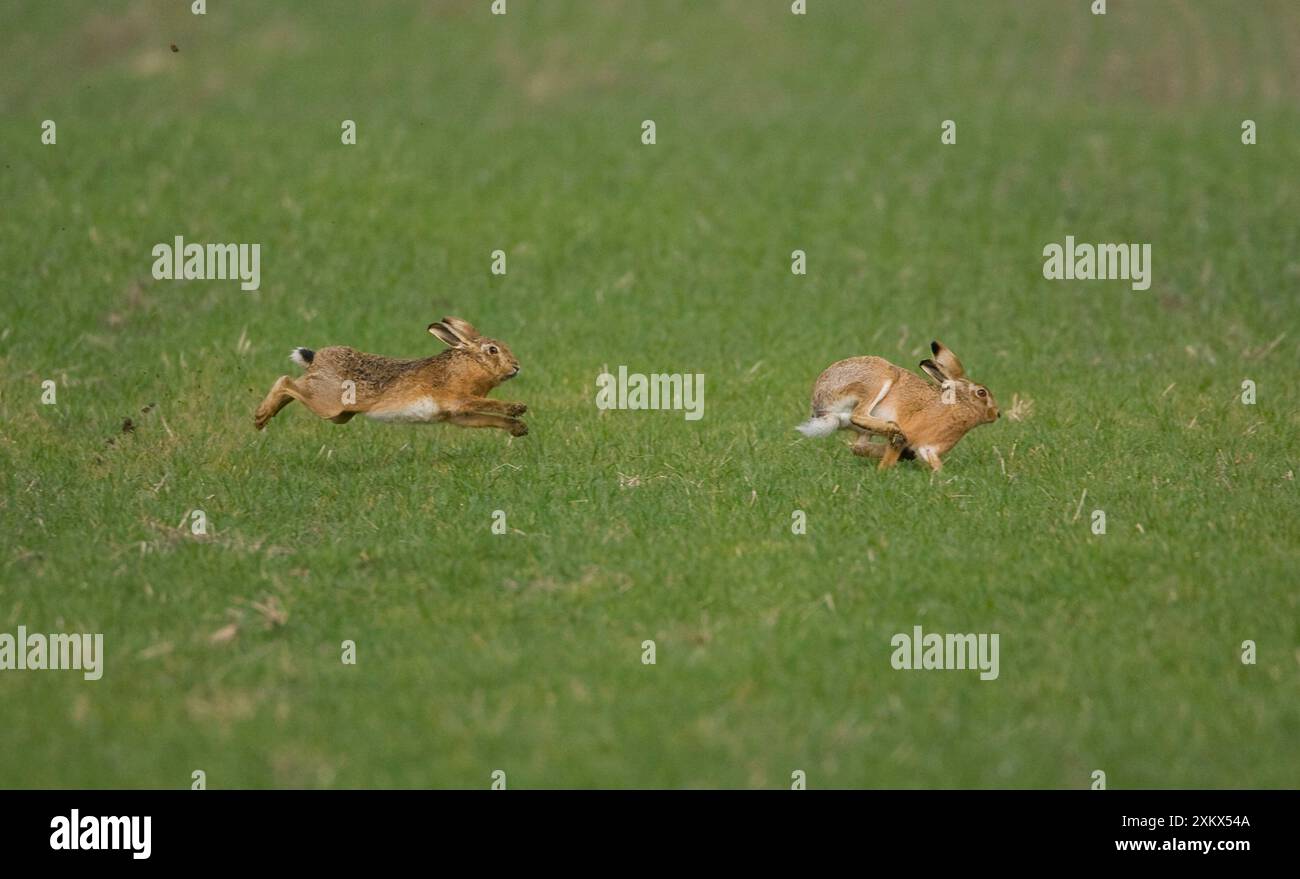Brown Hare male chasing female Stock Photo - Alamy