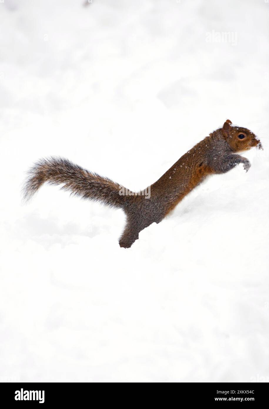 Searching animals hi-res stock photography and images - Alamy