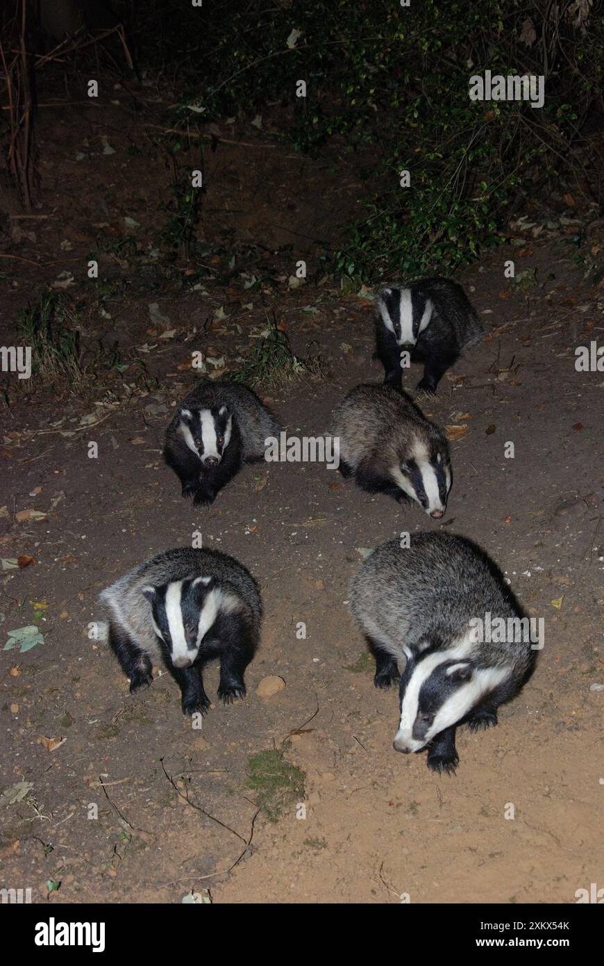 Badger - social group Stock Photo - Alamy