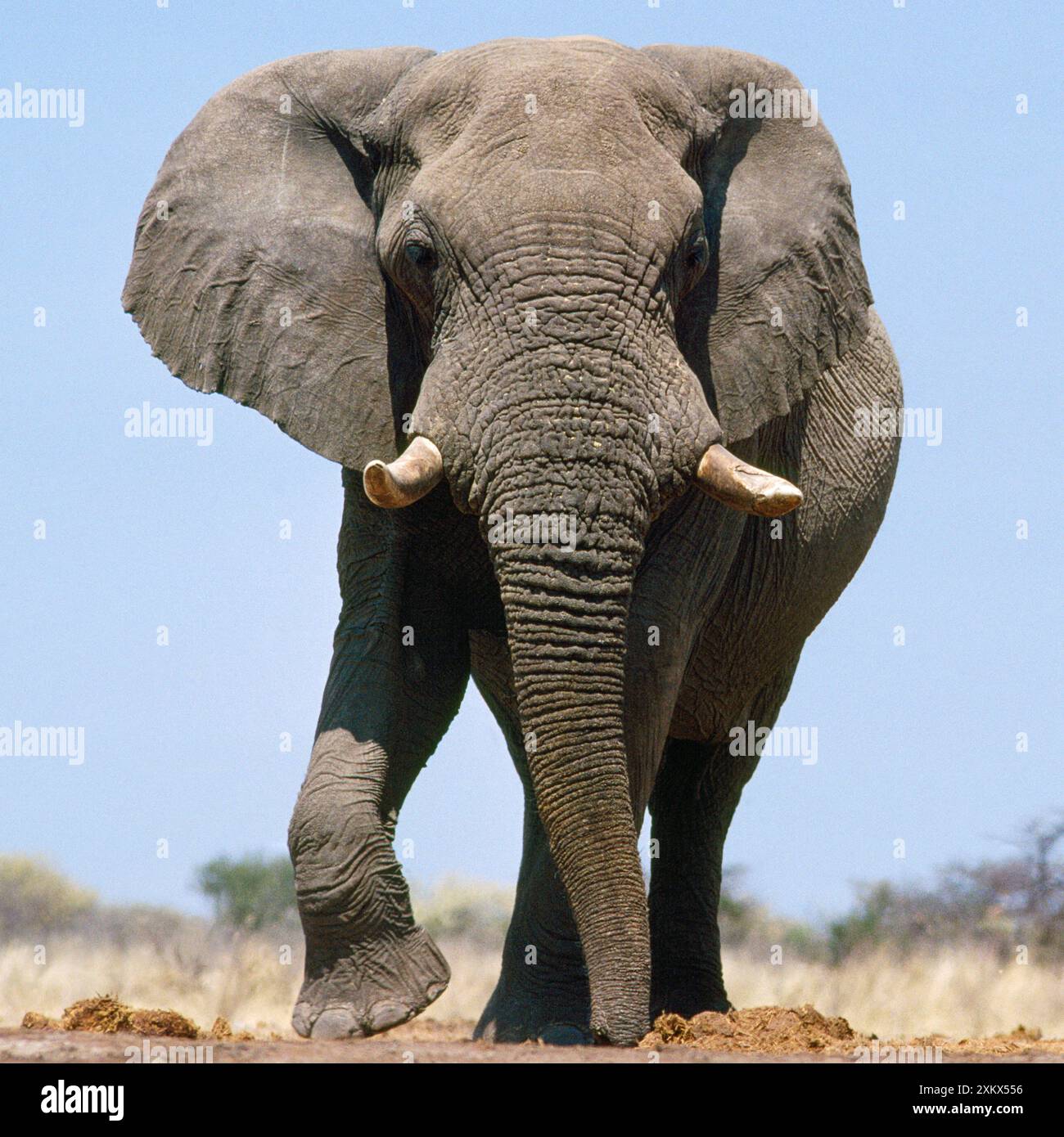 African Elephant - bull Stock Photo - Alamy