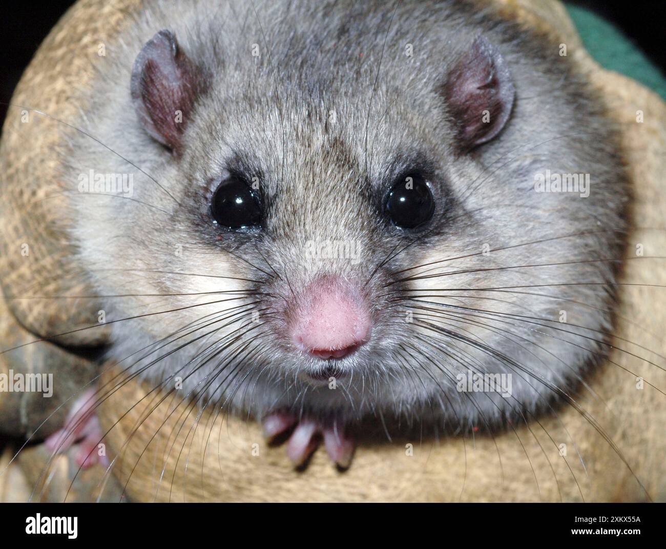 Edible mammals hi-res stock photography and images - Alamy