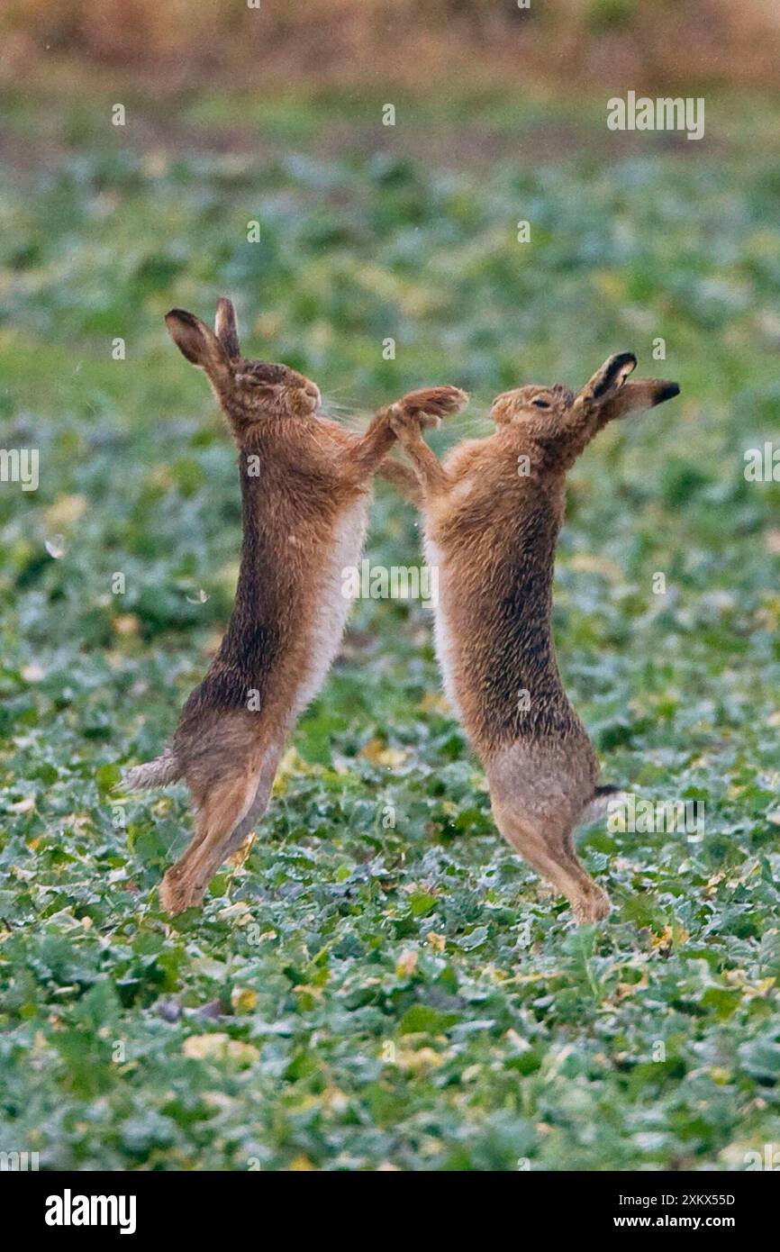 Two european hares fighting lepus hi-res stock photography and images ...