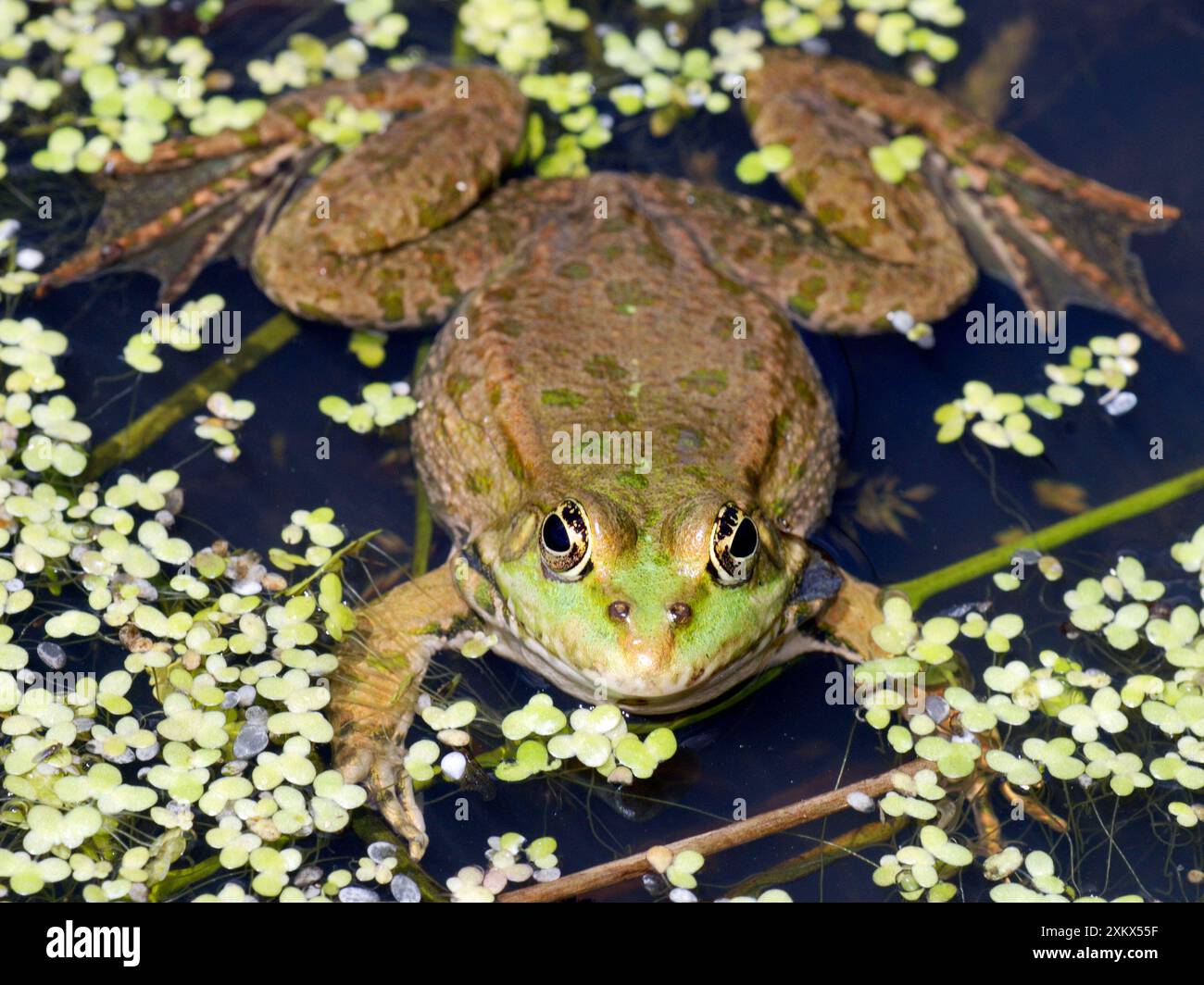 Introduced species of frog hi-res stock photography and images - Alamy