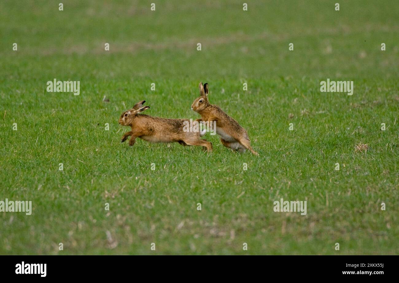 Chasing the hare hi-res stock photography and images - Alamy