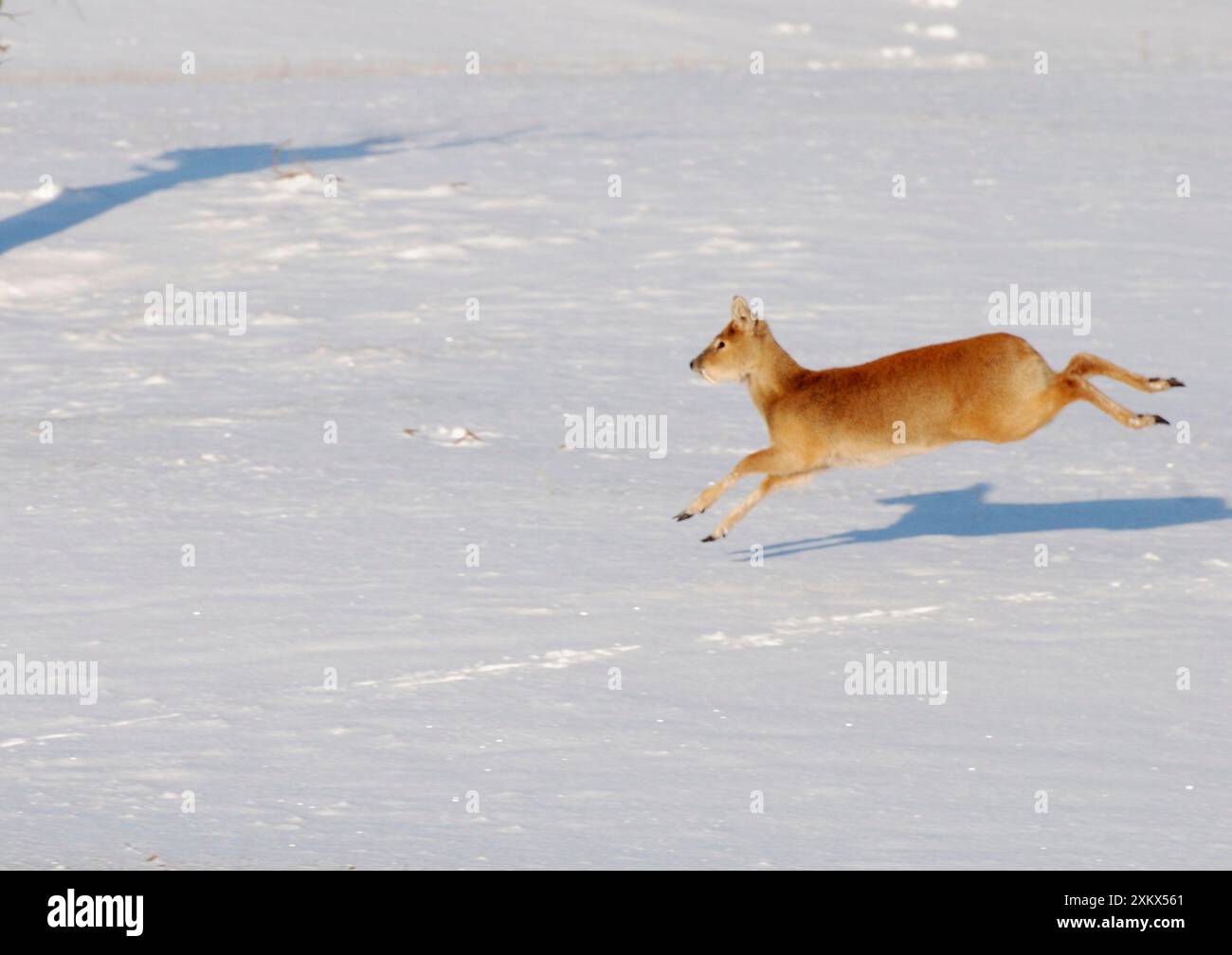 Chinese Water Deer - galloping in snow Stock Photo - Alamy