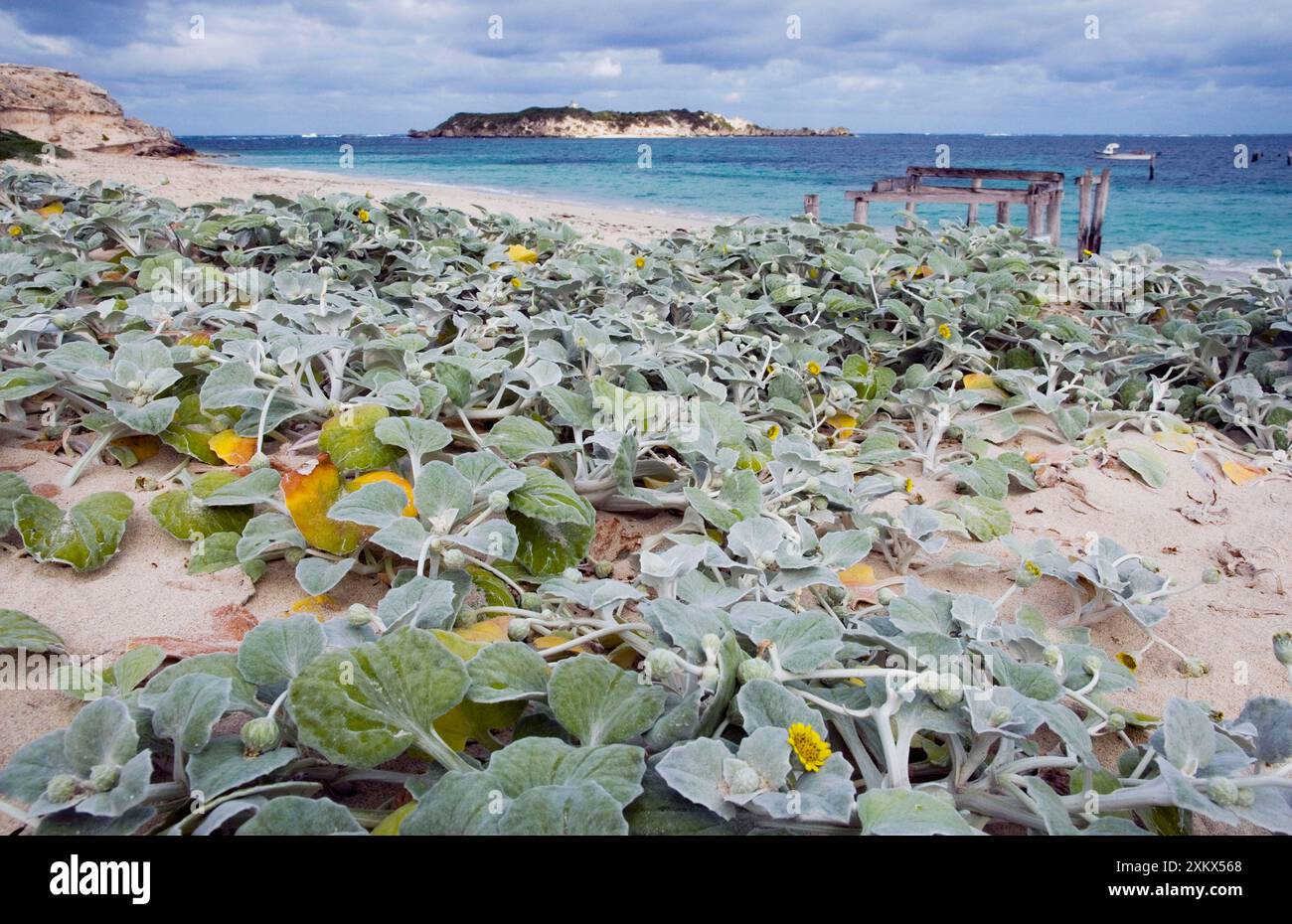 Dune Cabbage. Grows only on dunes and is a useful Stock Photo - Alamy