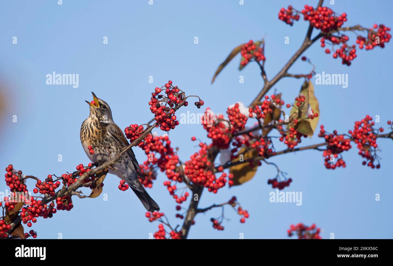 Fieldfares berries hi-res stock photography and images - Alamy