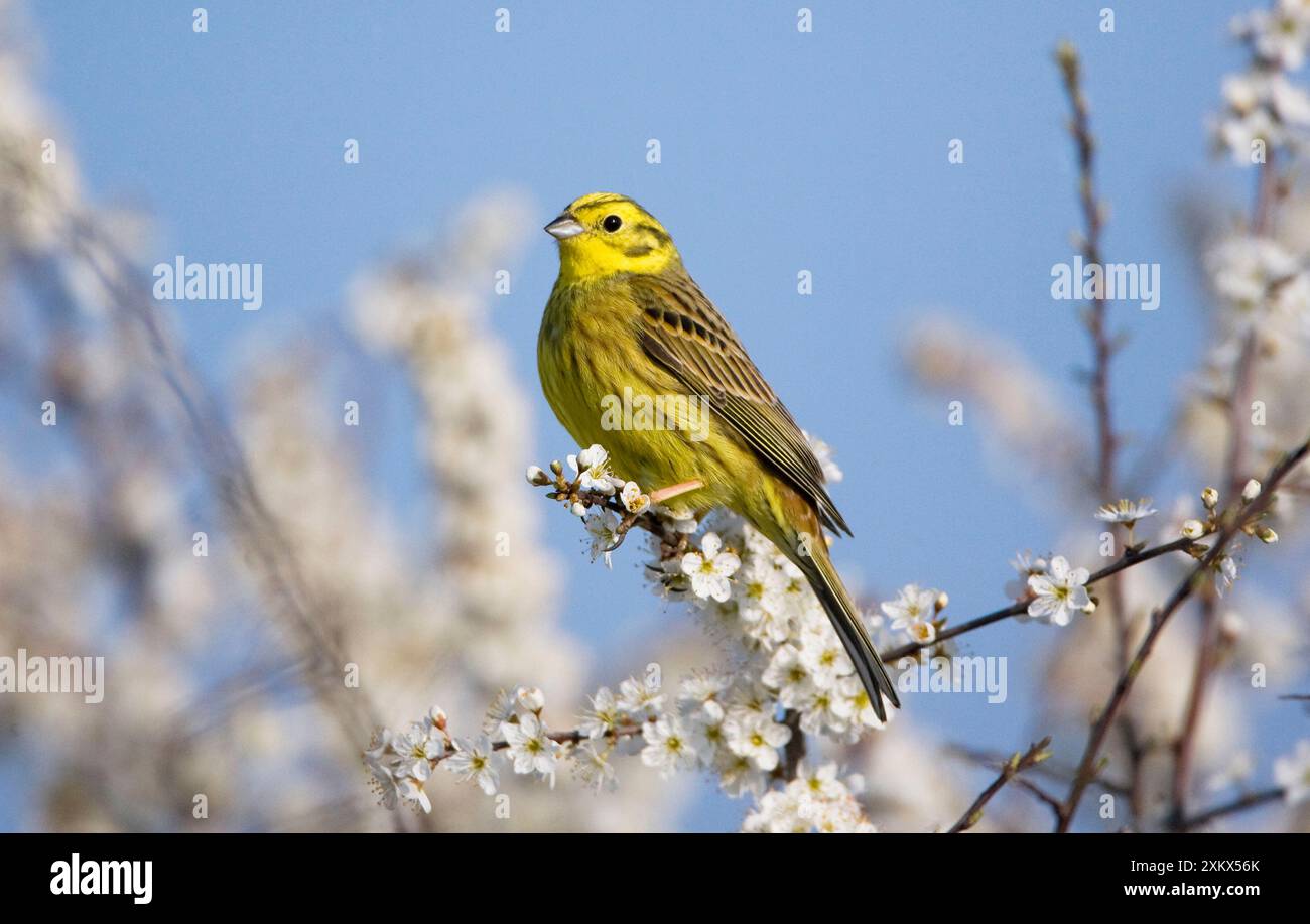 Yellowhammer tree hi-res stock photography and images - Alamy