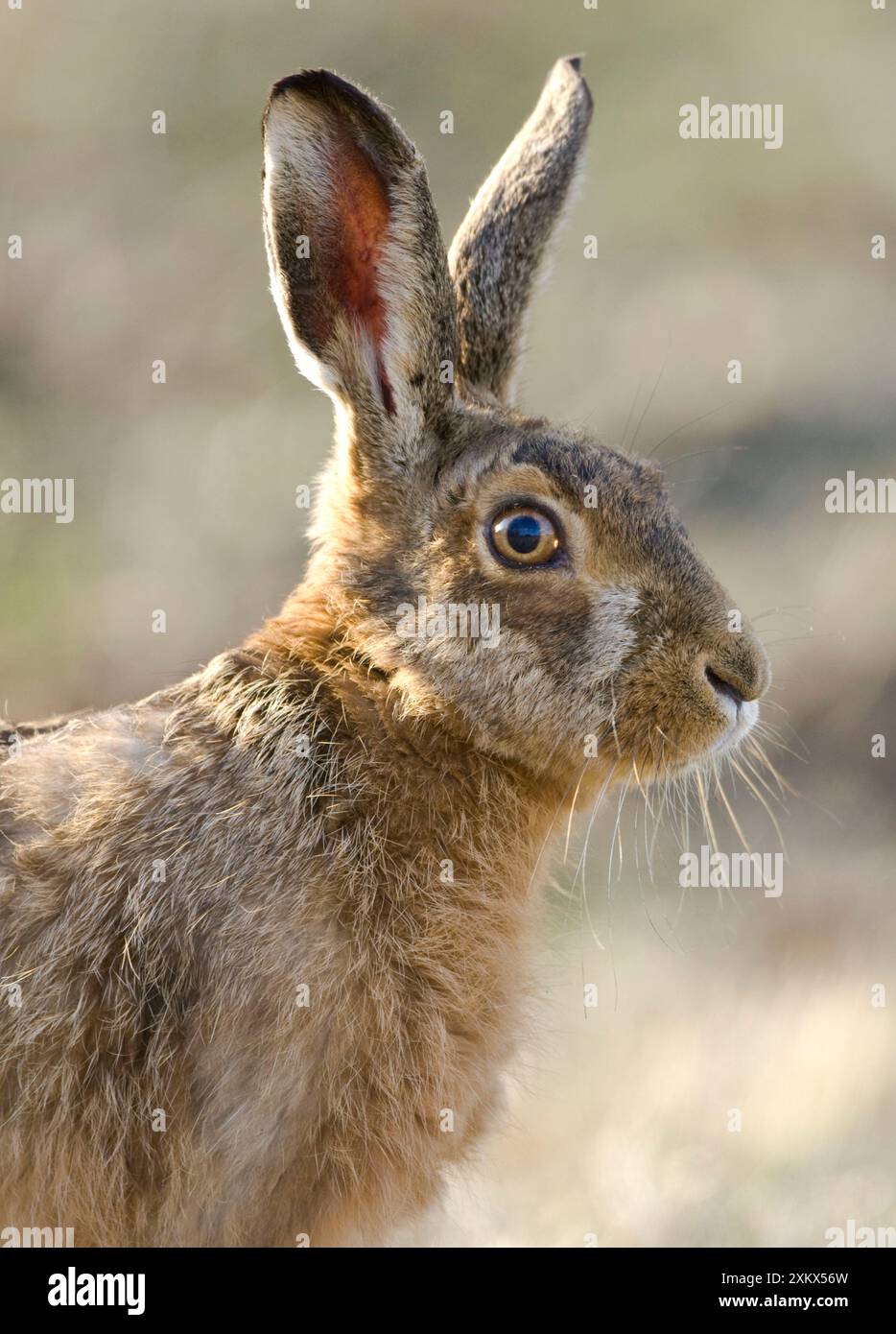 Head hare hi-res stock photography and images - Alamy