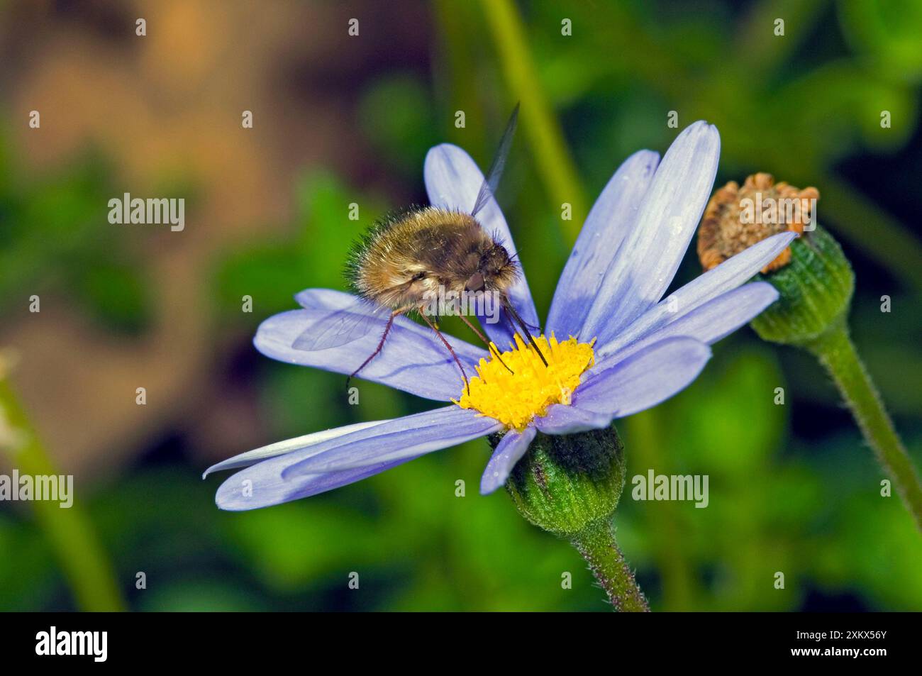 Bee Fly - feeding on nectar from daisy flower Stock Photo - Alamy