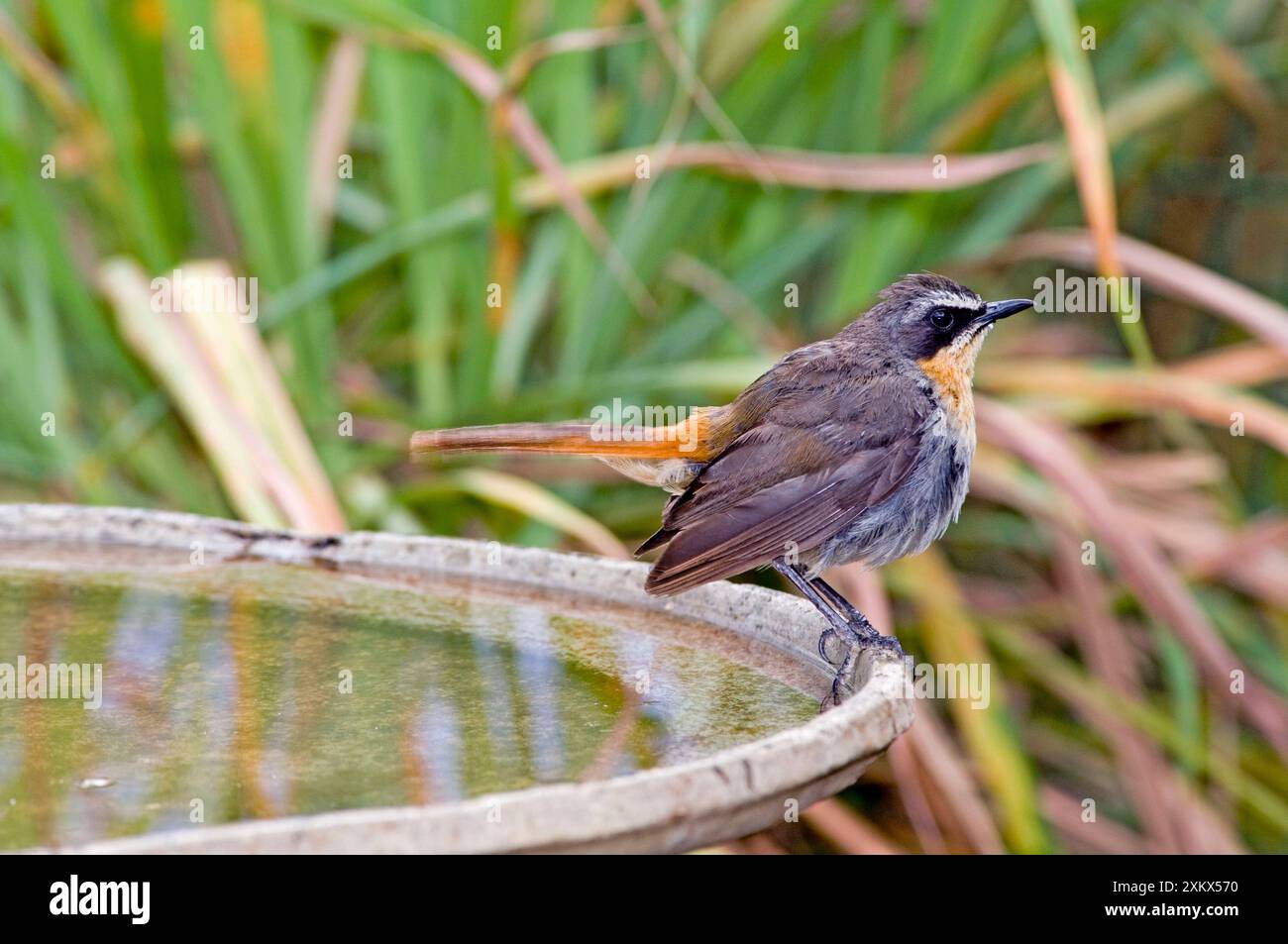 Cape Robin-Chat - at birdbath - southern Africa Stock Photo - Alamy