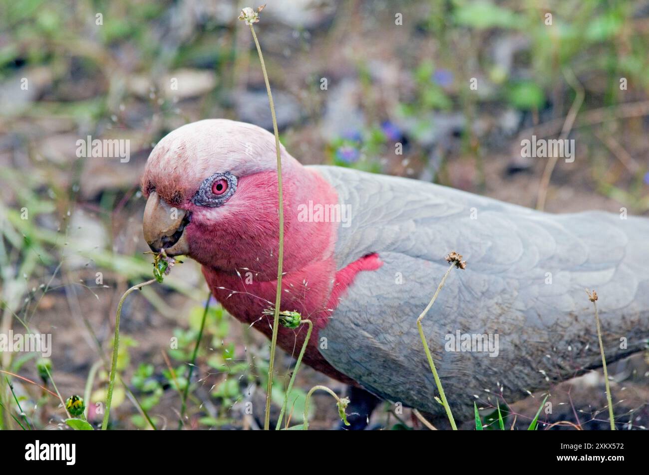 Galah - feeding on flower heads. Abundant throughout Stock Photo - Alamy