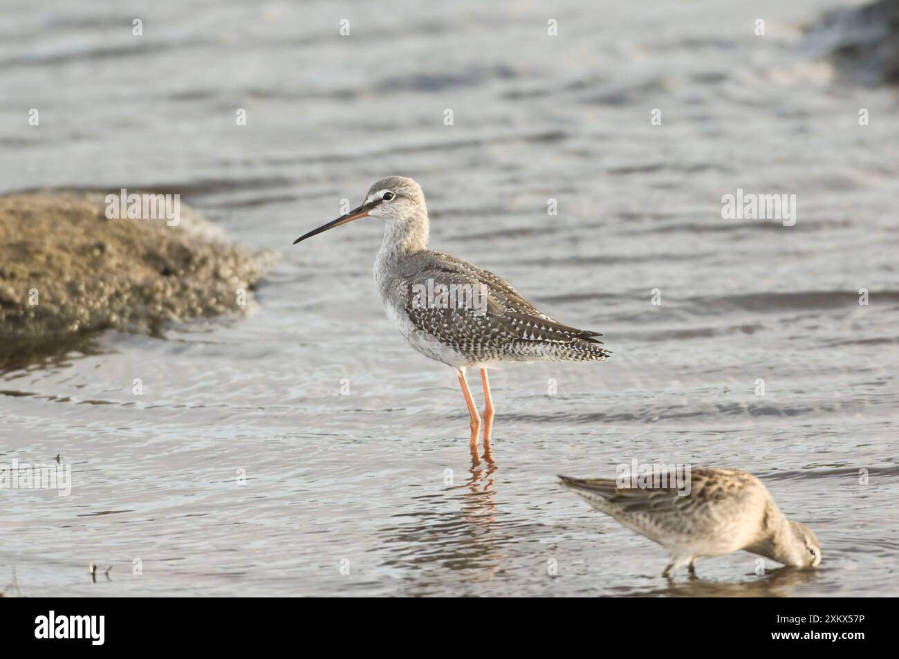 Redshank wildlife hi-res stock photography and images - Alamy