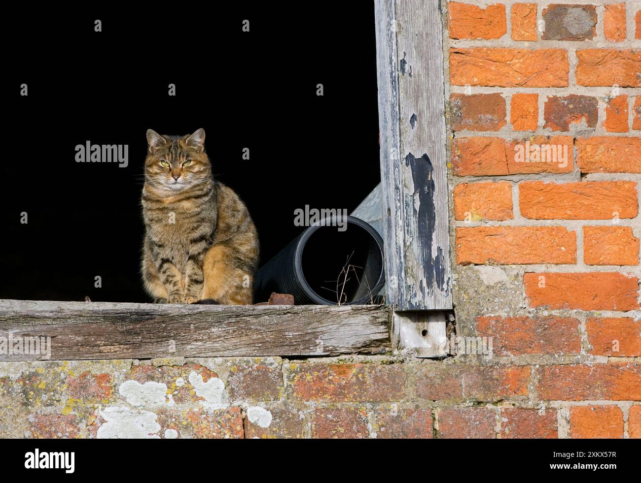 Cats in windows hi-res stock photography and images - Alamy