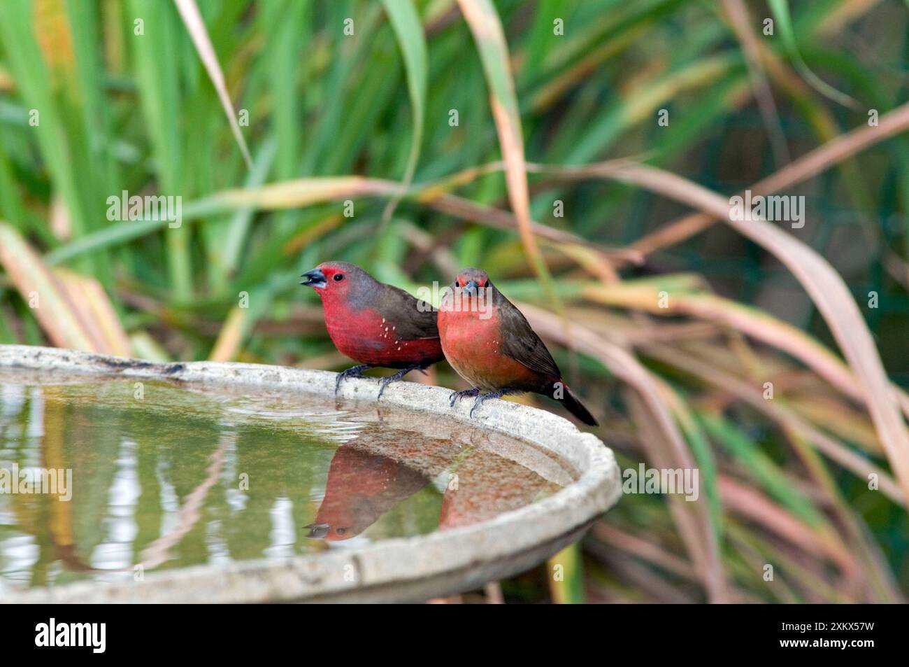 African / Blue-billed Firefinch - at birdbath Stock Photo - Alamy