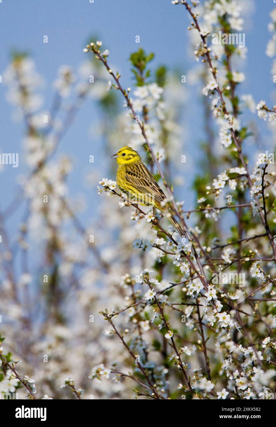 Male yellowhammer perched in hi-res stock photography and images - Alamy