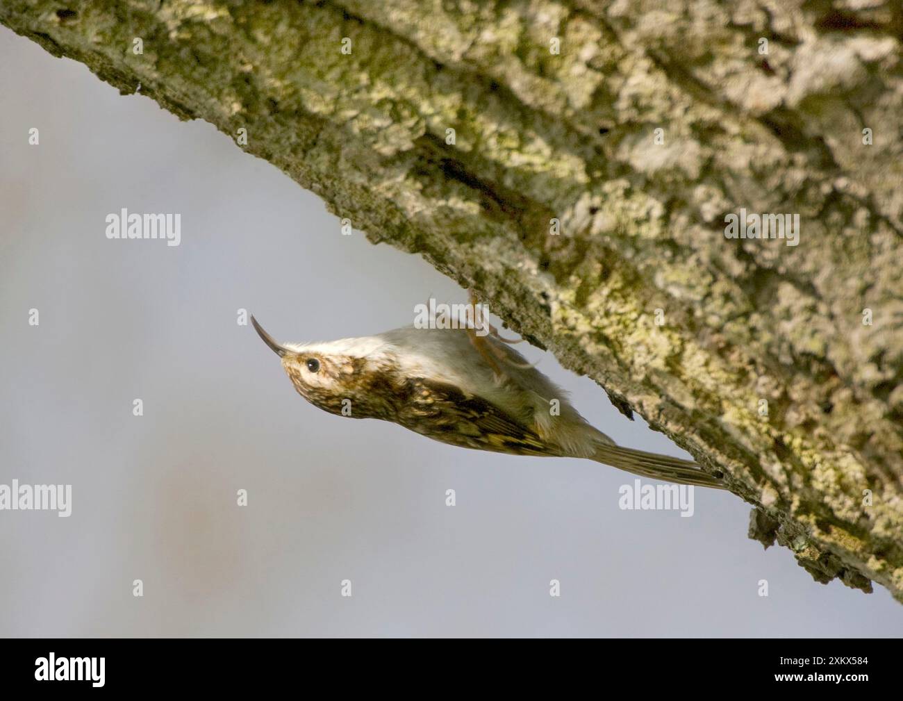 Eurasian Treecreeper - on the underside of tree branch Stock Photo - Alamy