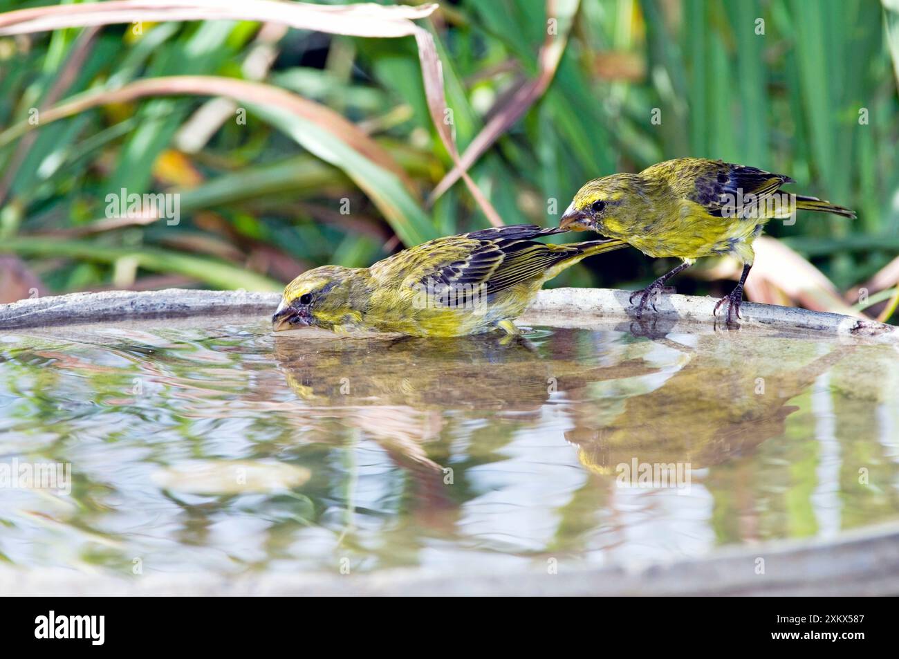Bully canary hi-res stock photography and images - Alamy