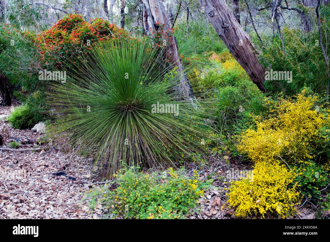 Blackboy tree hi-res stock photography and images - Alamy
