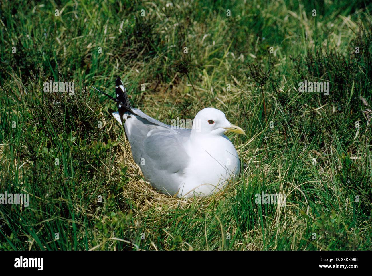 Birds incubating egg hi-res stock photography and images - Alamy