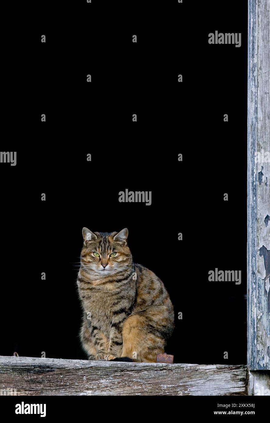 Cat - sat in old barn window Stock Photo - Alamy