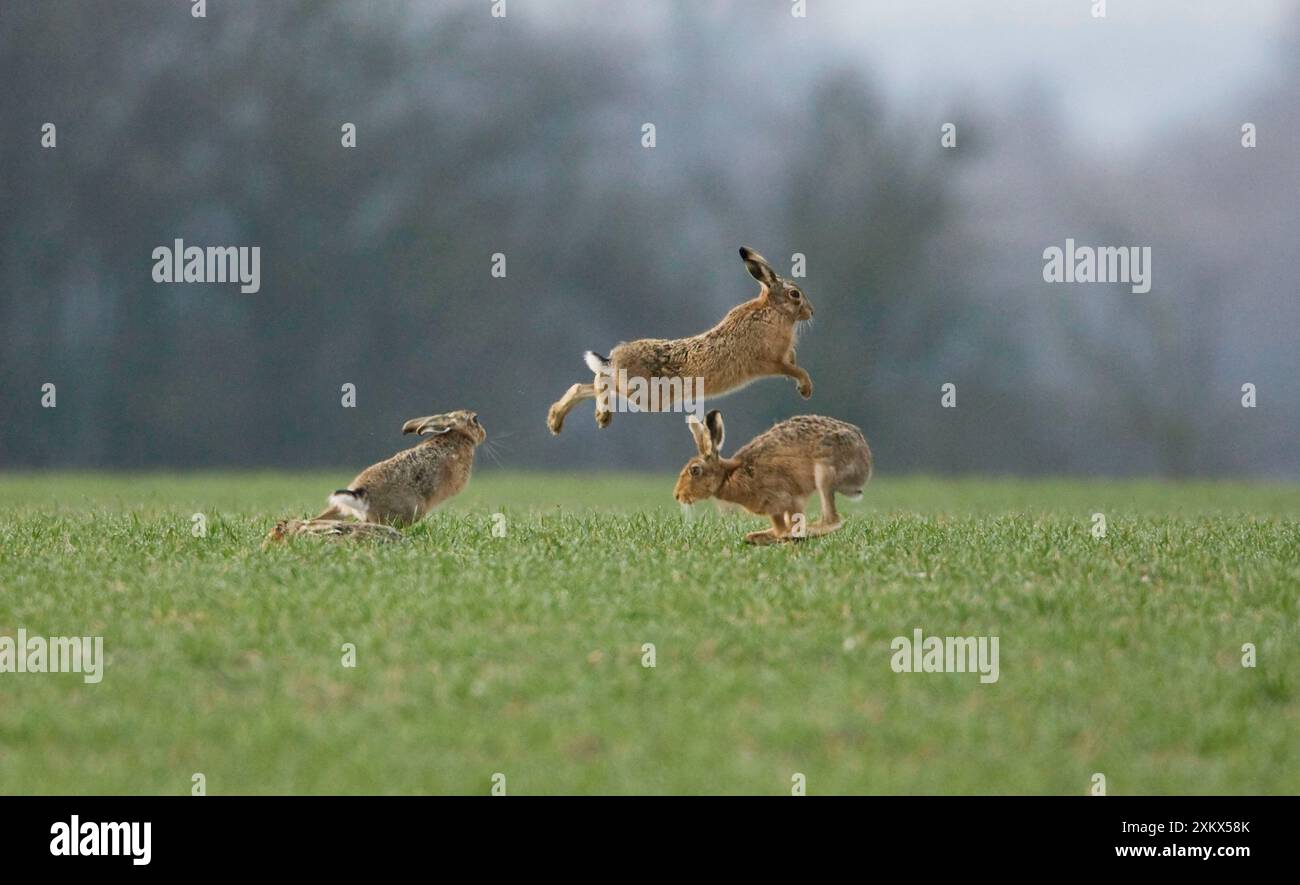 Male hares fighting over female hi-res stock photography and images - Alamy