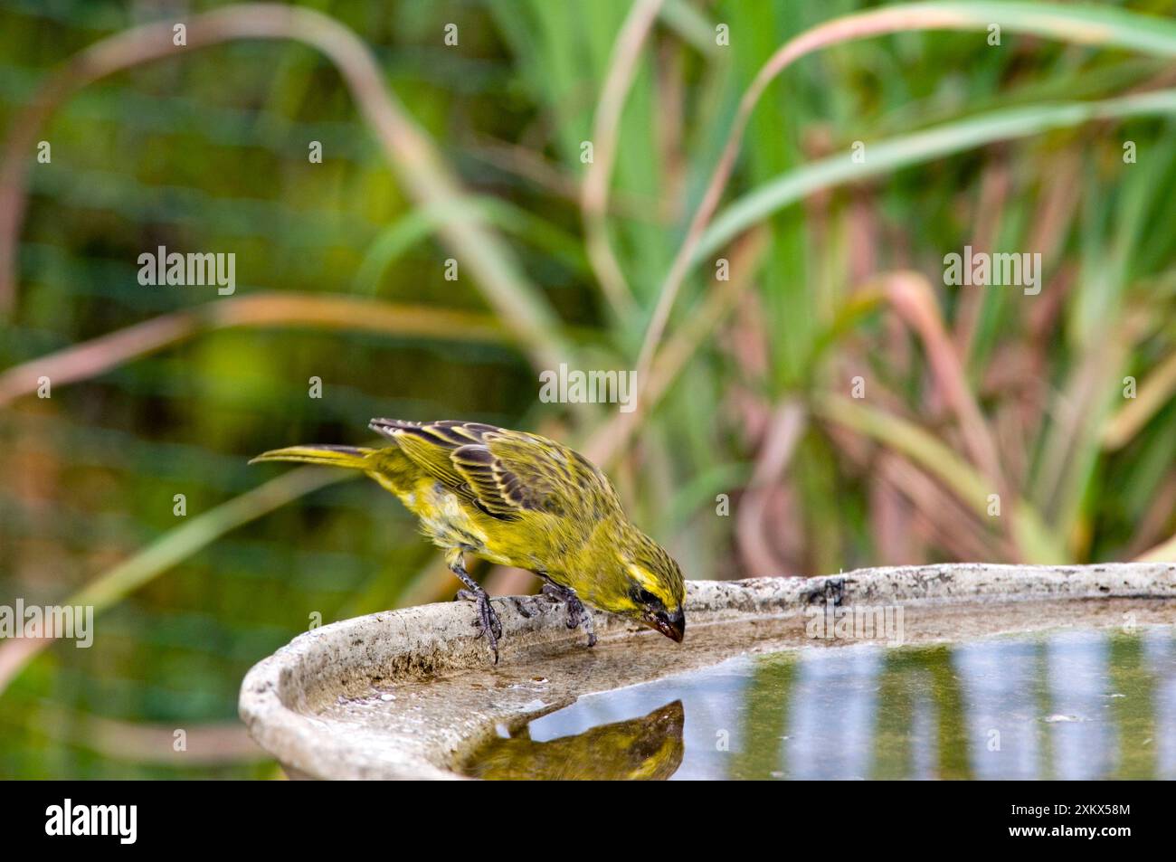 Bully canary hi-res stock photography and images - Alamy