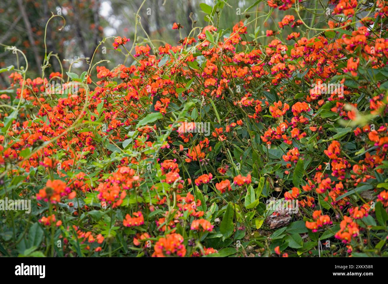 Habitats hi-res stock photography and images - Alamy