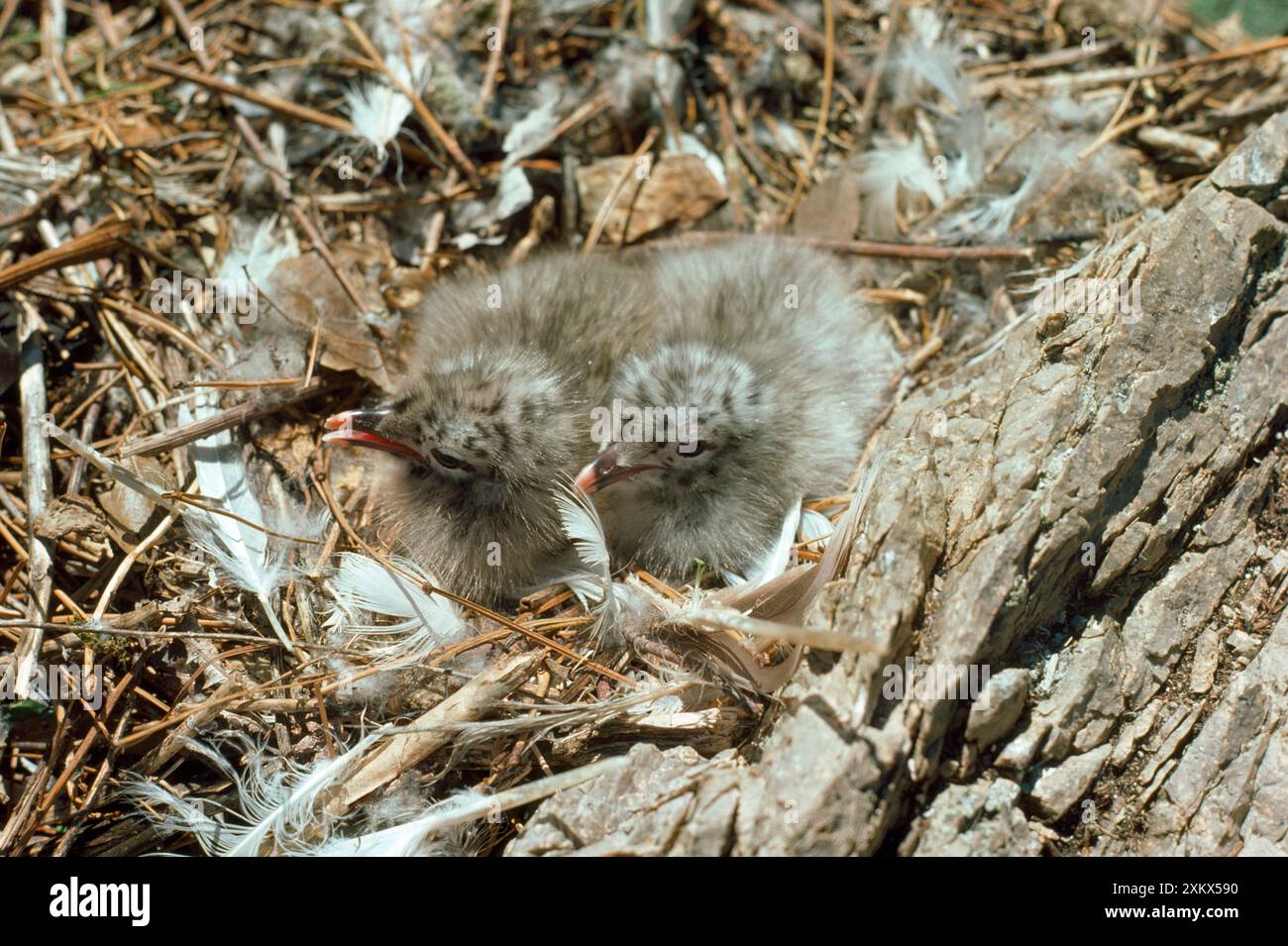 Young ring billed gull larus hi-res stock photography and images - Alamy