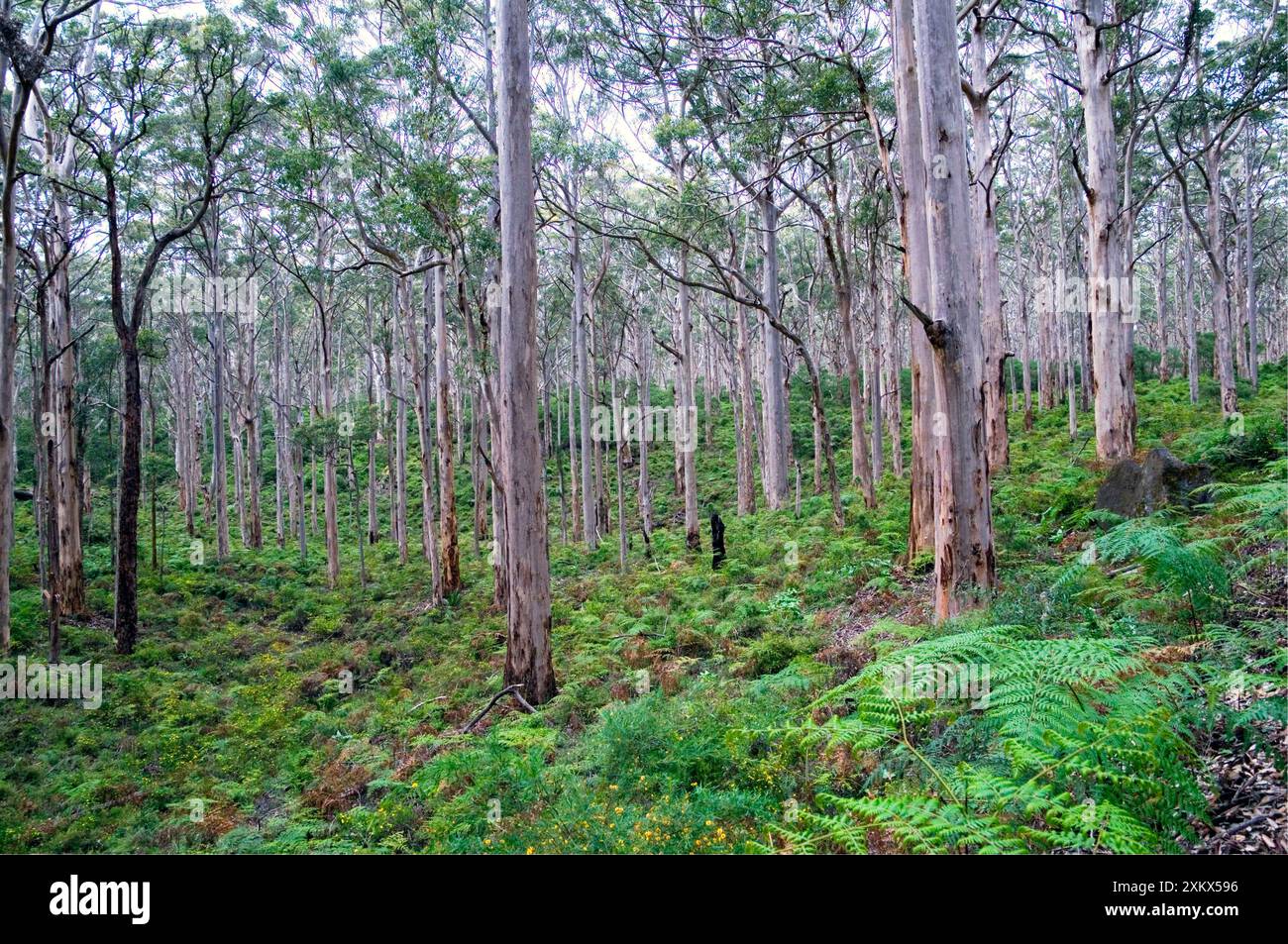 Forest of karri trees, the third tallest tree species Stock Photo - Alamy