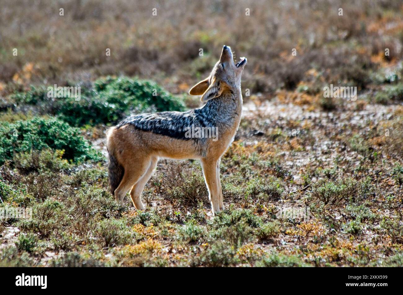 Black-backed Jackal - howling Stock Photo - Alamy
