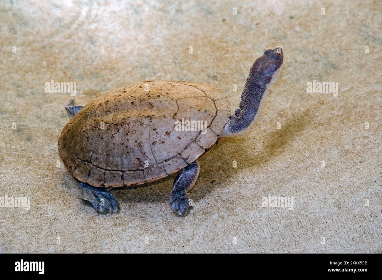 Long necked turtle hi-res stock photography and images - Alamy