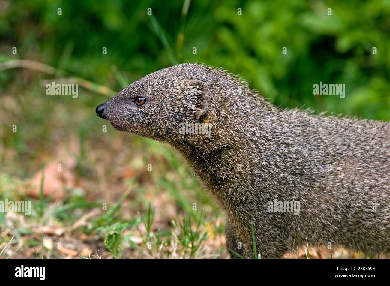 Widespread in south africa hi-res stock photography and images - Alamy