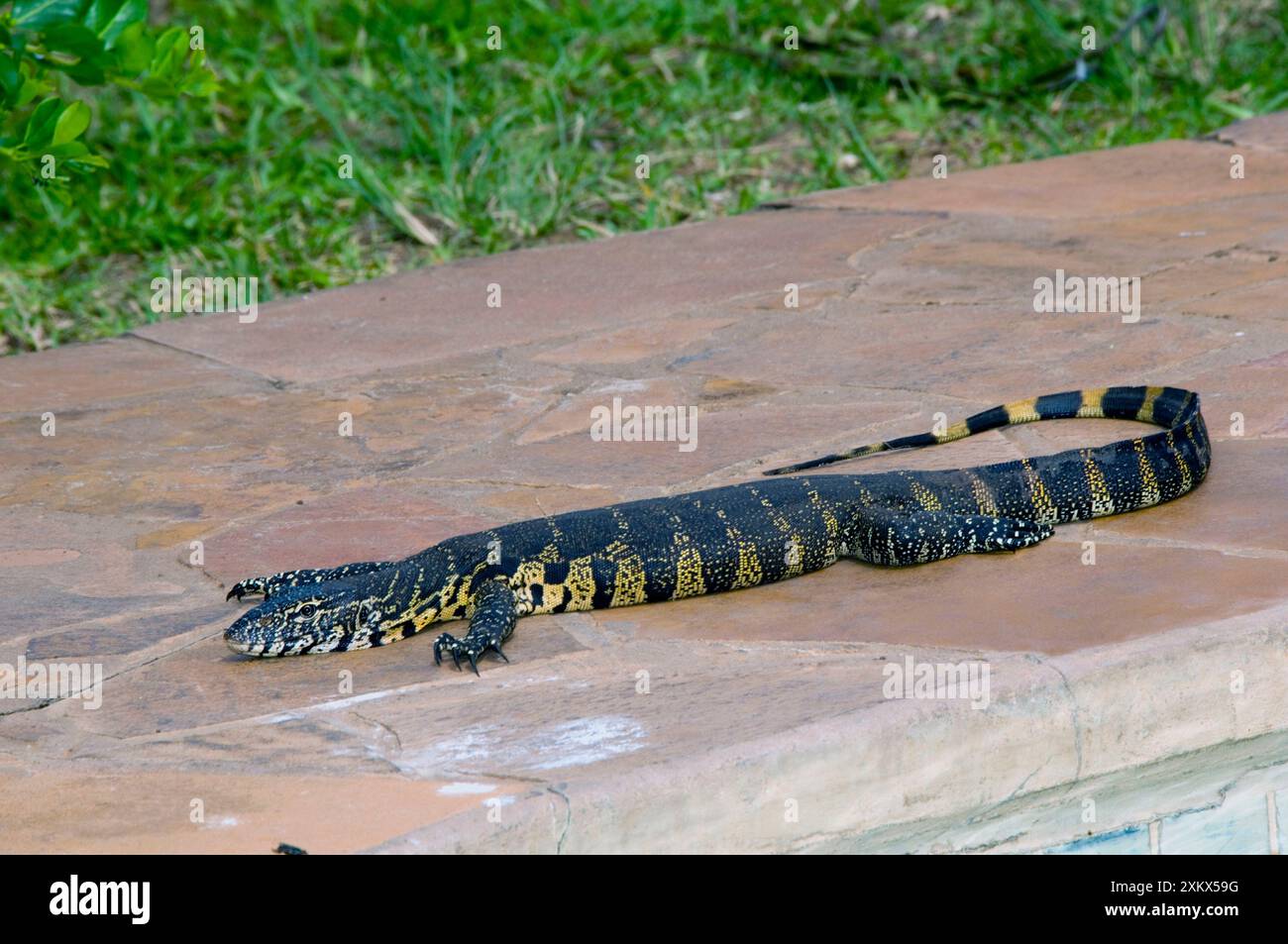 Nile / Water Monitor / Leguaan basking beside swimming pool Stock Photo ...