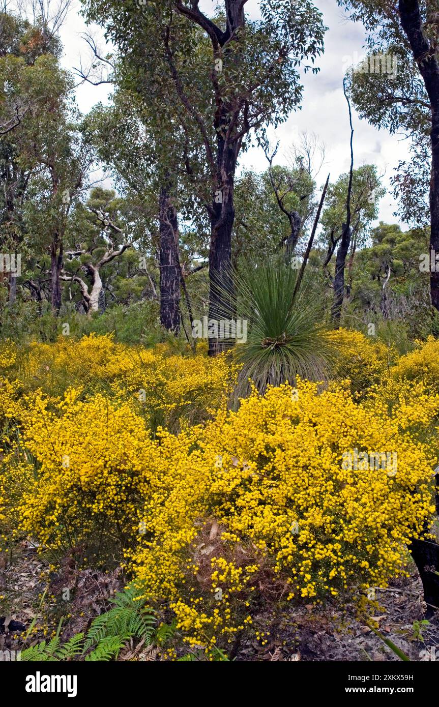 Prickly acacia australia hi-res stock photography and images - Alamy