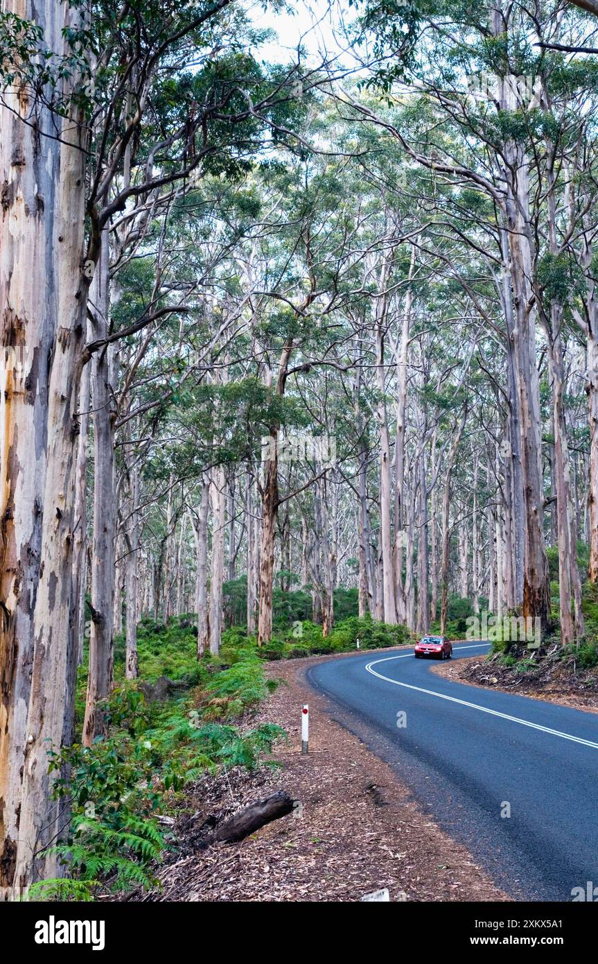 Karri forest wildlife hi-res stock photography and images - Alamy