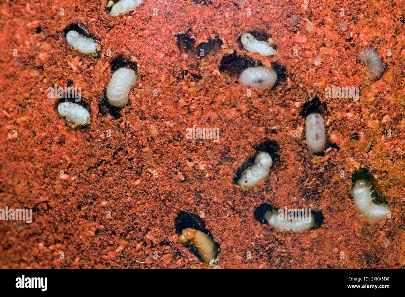 Tobacco / Cigarette Beetle larvae and pupae in infested red chilli ...