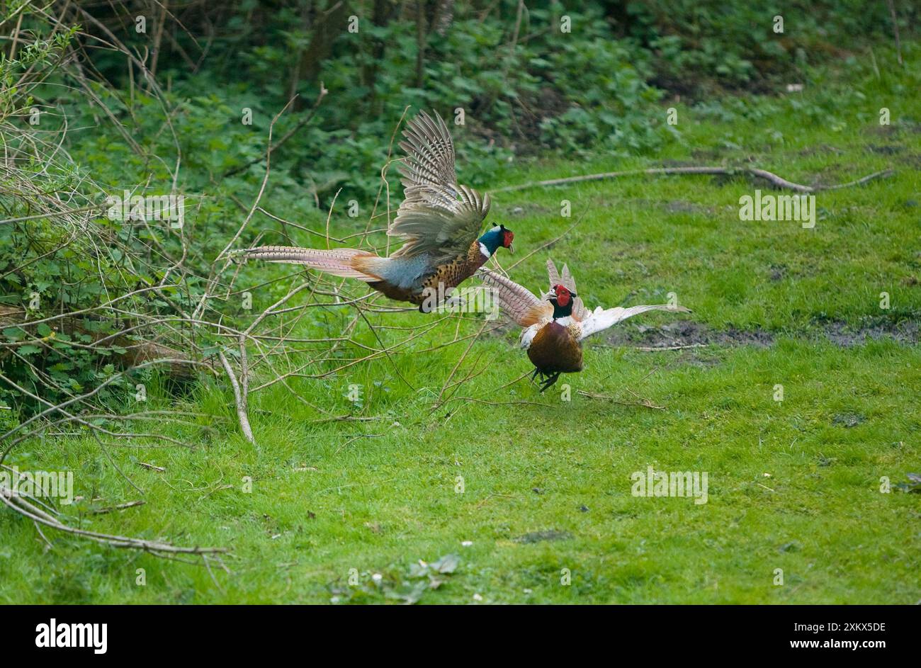 Common Pheasants - males fighting over territory Stock Photo - Alamy