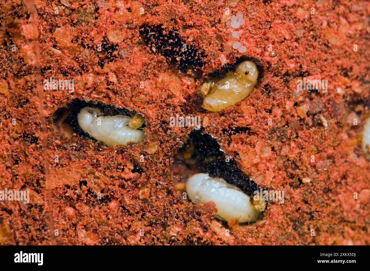 Tobacco / Cigarette Beetle larvae and pupae in infested red chilli ...