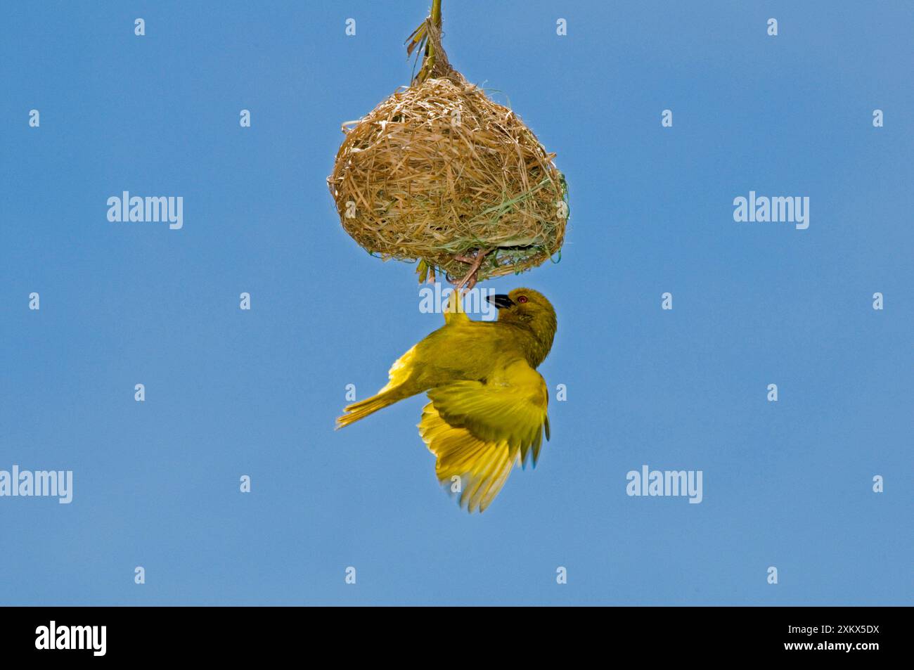 African golden weavers hi-res stock photography and images - Alamy