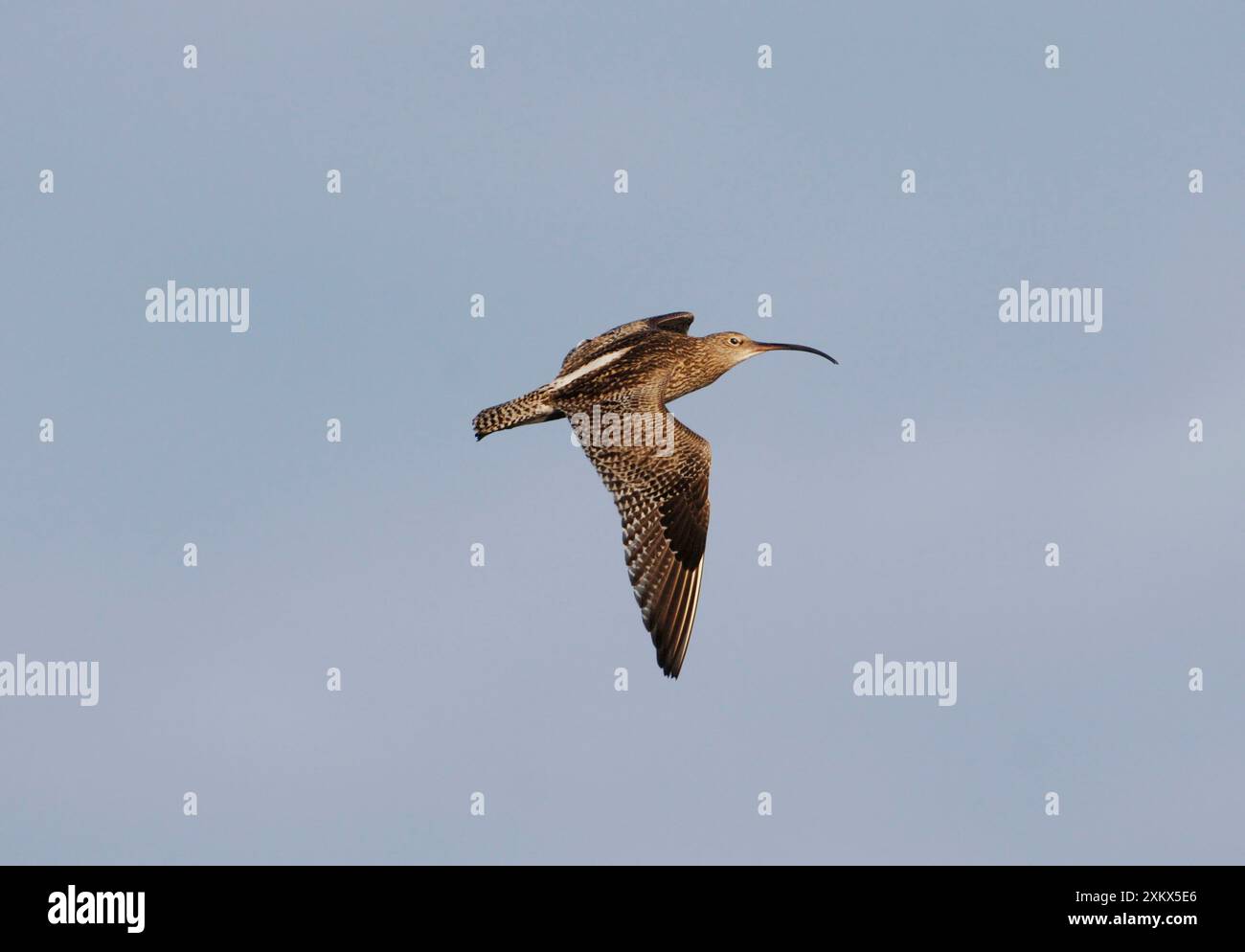 Curlew - in flight - showing overwing Stock Photo - Alamy